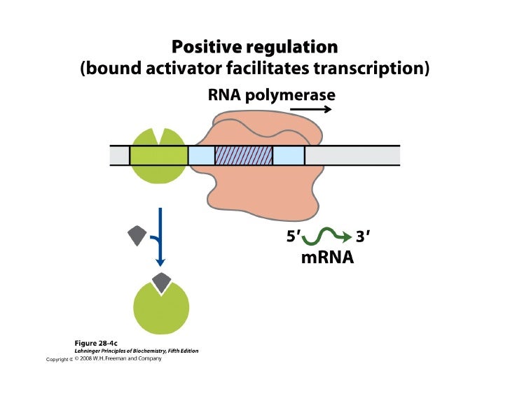 Regulation of gene expression in prokaryotes