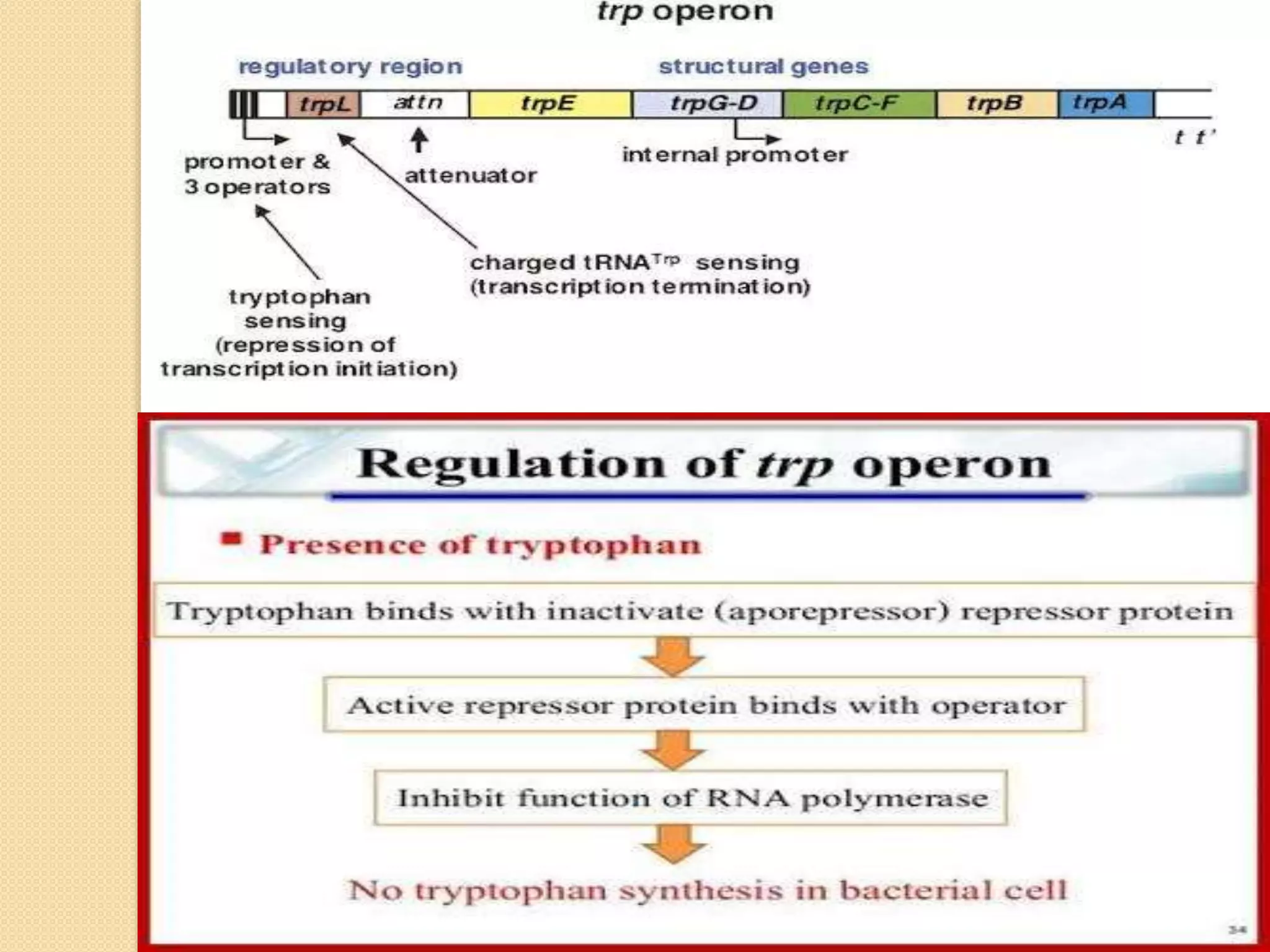 Regulation of gene expression in prokaryotes | PPTX