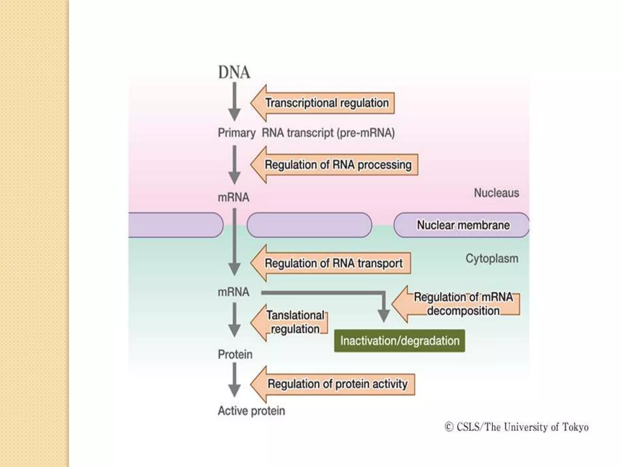 Regulation of gene expression in prokaryotes | PPTX