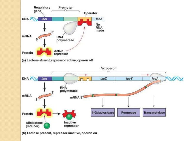 Regulation of gene expression in prokaryotes | PPTX | Chemistry | Science