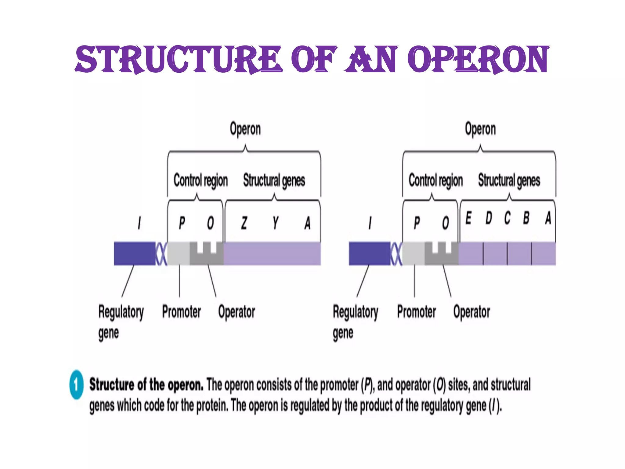 Regulation Of Gene Expression In Prokaryotes Pdf