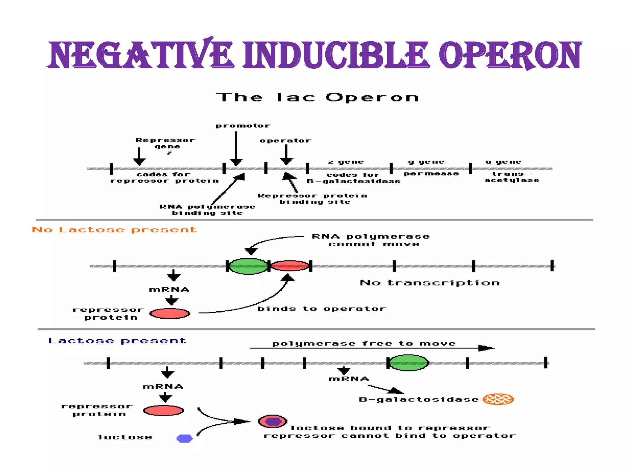 Regulation of gene expression in prokaryotes | PDF