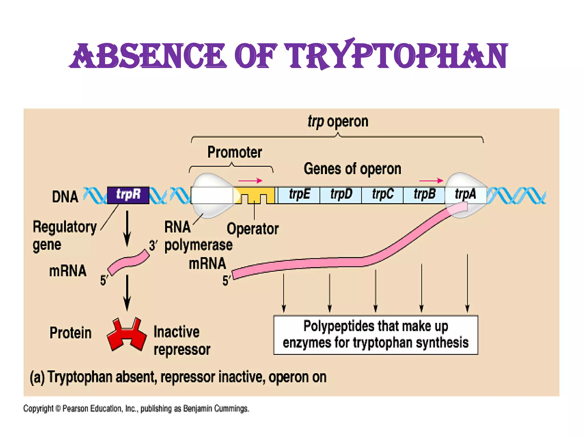 Regulation Of Gene Expression In Prokaryotes Pdf