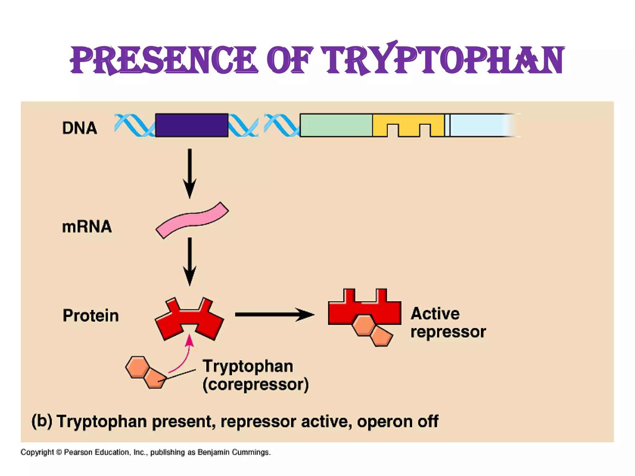 Regulation Of Gene Expression In Prokaryotes Pdf