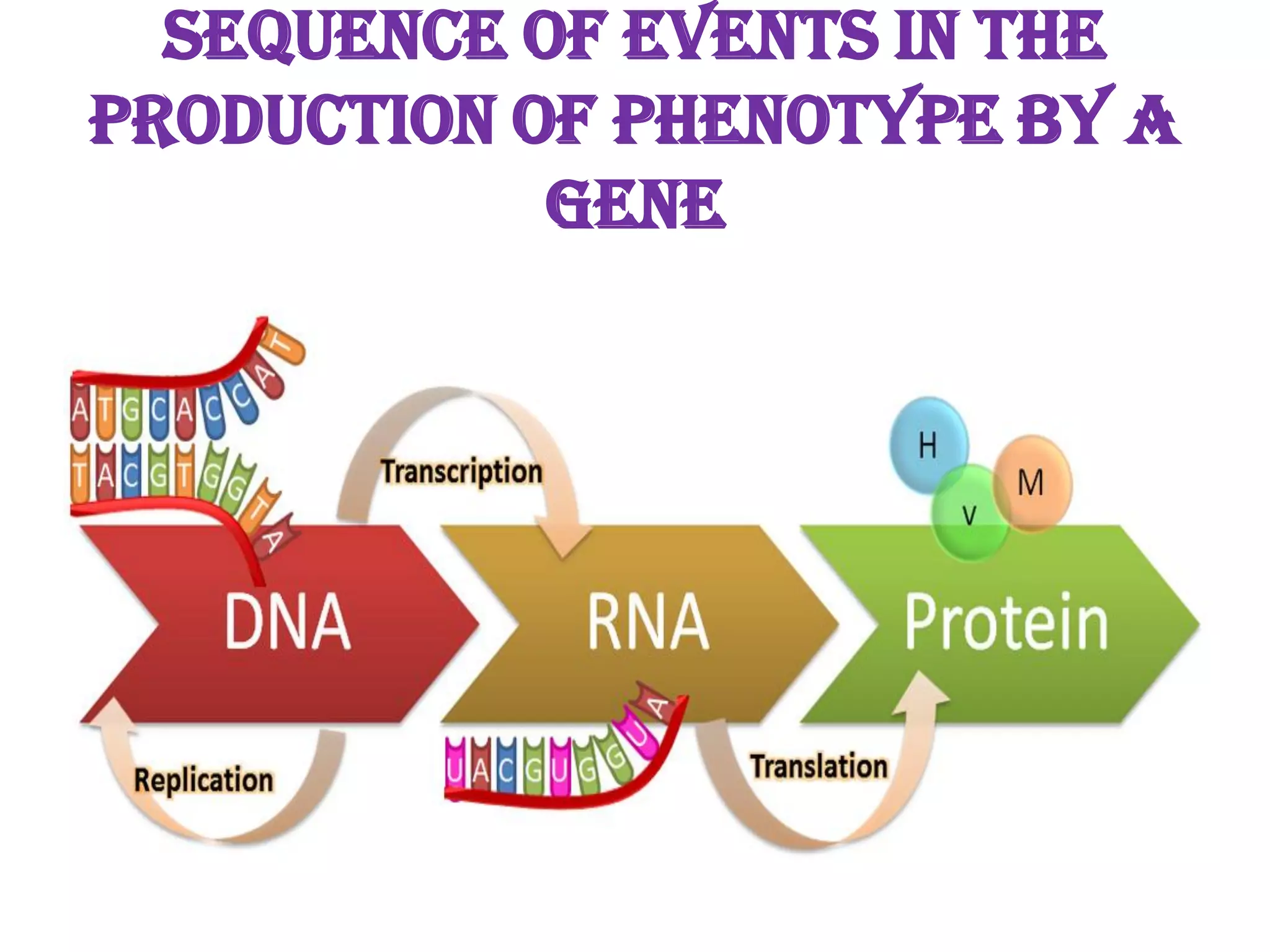 Regulation Of Gene Expression In Prokaryotes Pdf