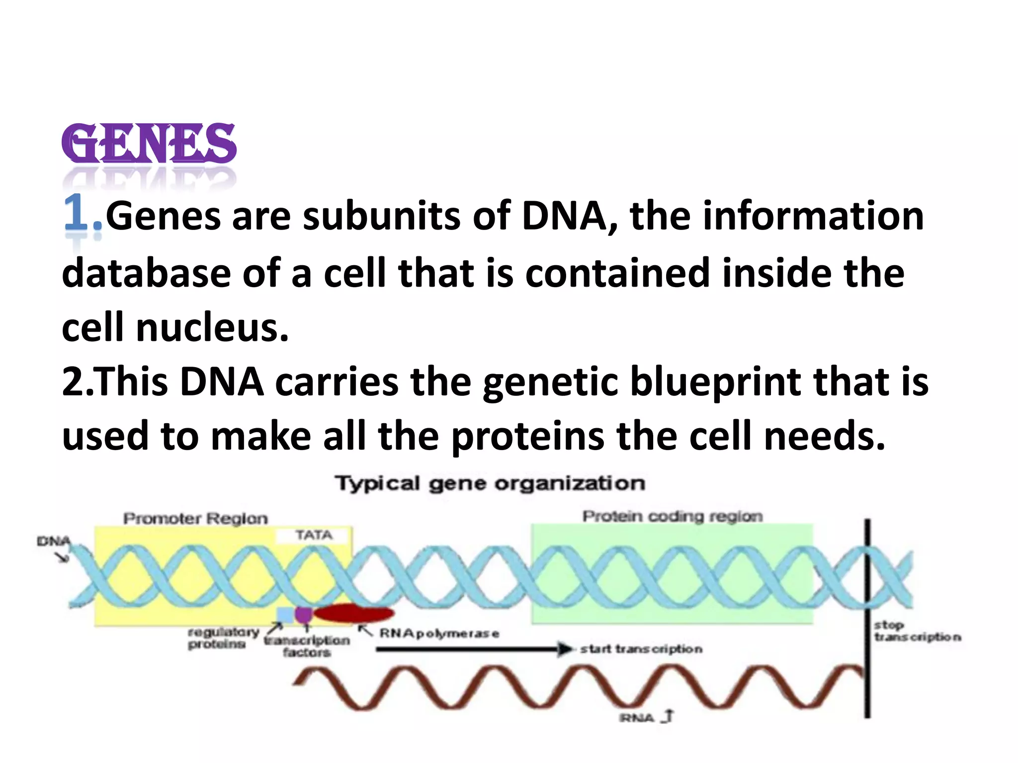 Regulation Of Gene Expression In Prokaryotes Pdf