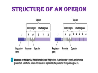 Regulation of gene expression in prokaryotes | PDF