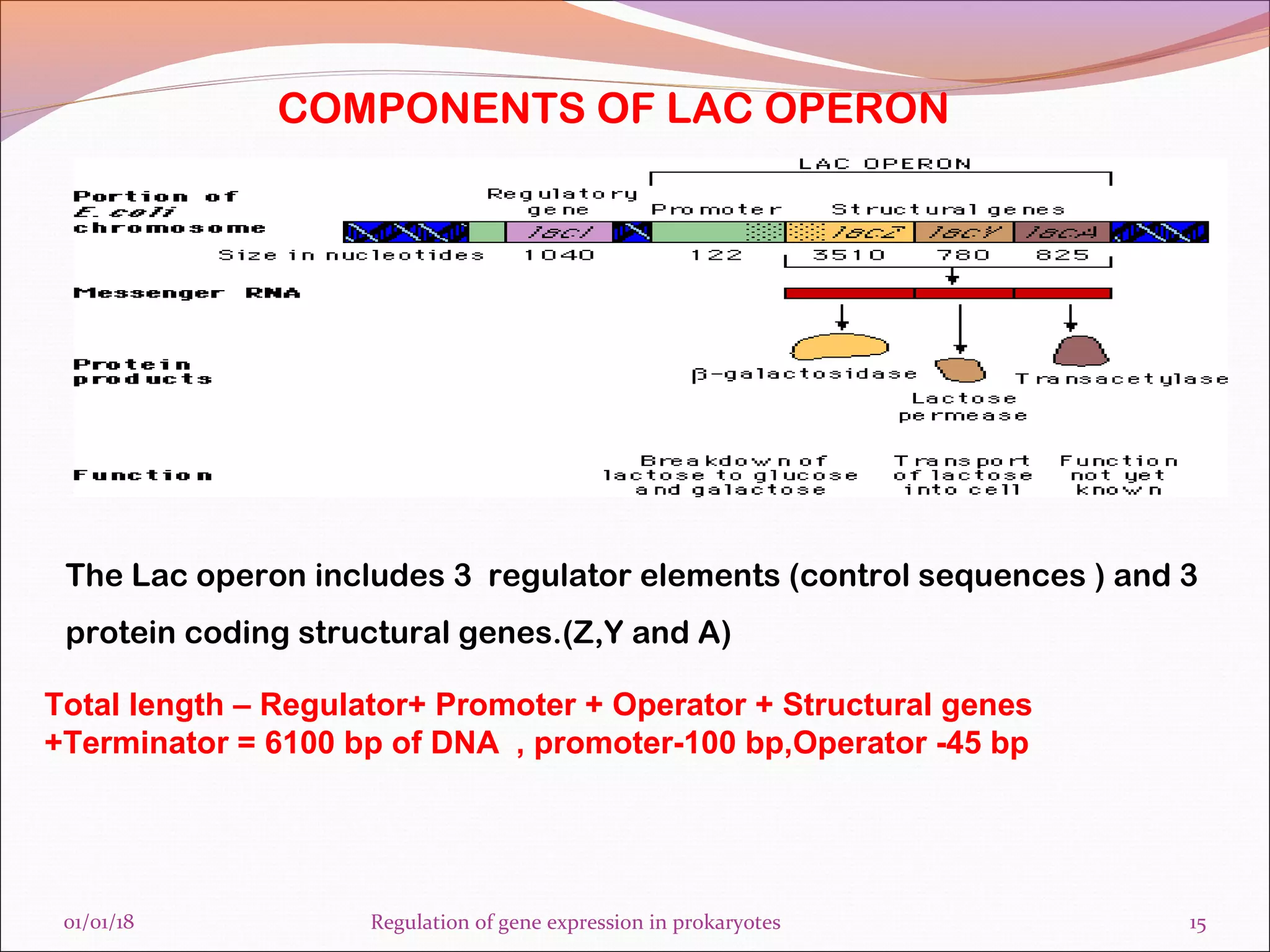 Regulation of gene expression in prokaryotes final | PPT