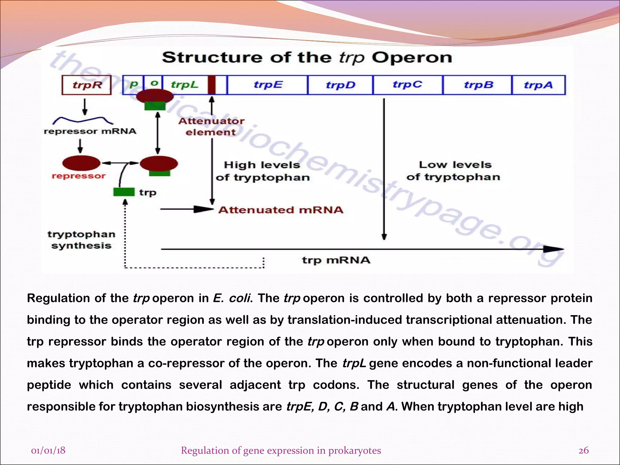 Regulation of gene expression in prokaryotes final | PPT