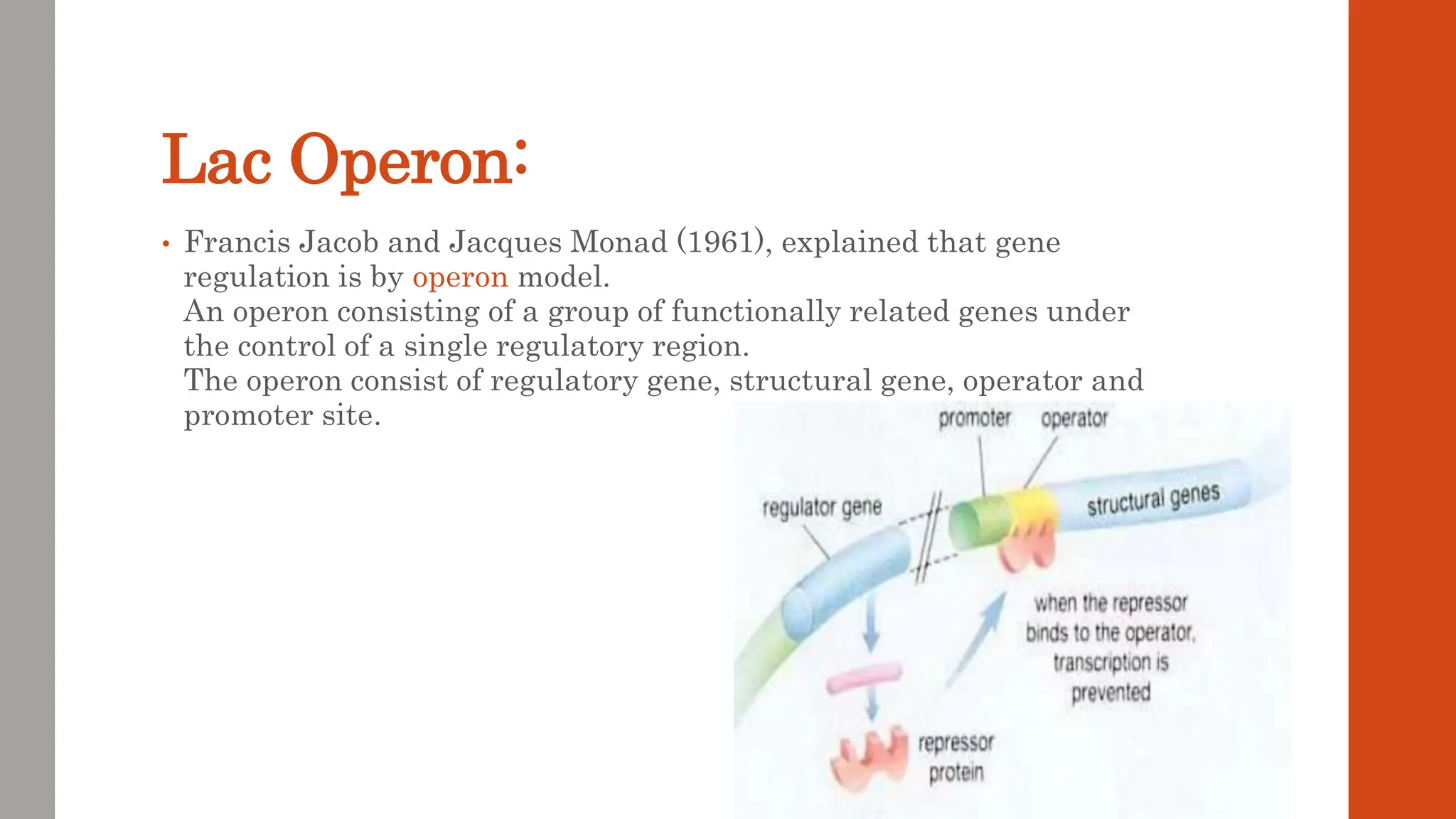 Regulation of gene expression in Prokaryotes (Lac Operon).pptx by ...