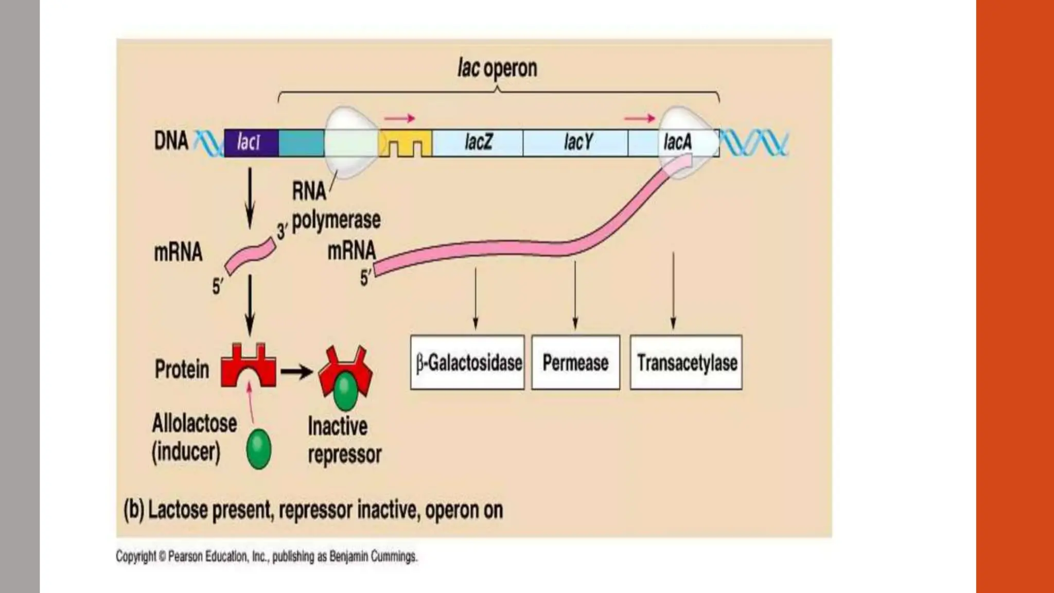 Regulation of gene expression in Prokaryotes (Lac Operon).pptx by ...