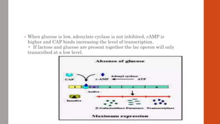 Regulation of gene expression in Prokaryotes (Lac Operon).pptx by ...