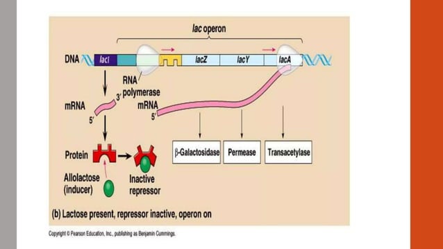 Regulation of gene expression in Prokaryotes (Lac Operon).pptx by ...