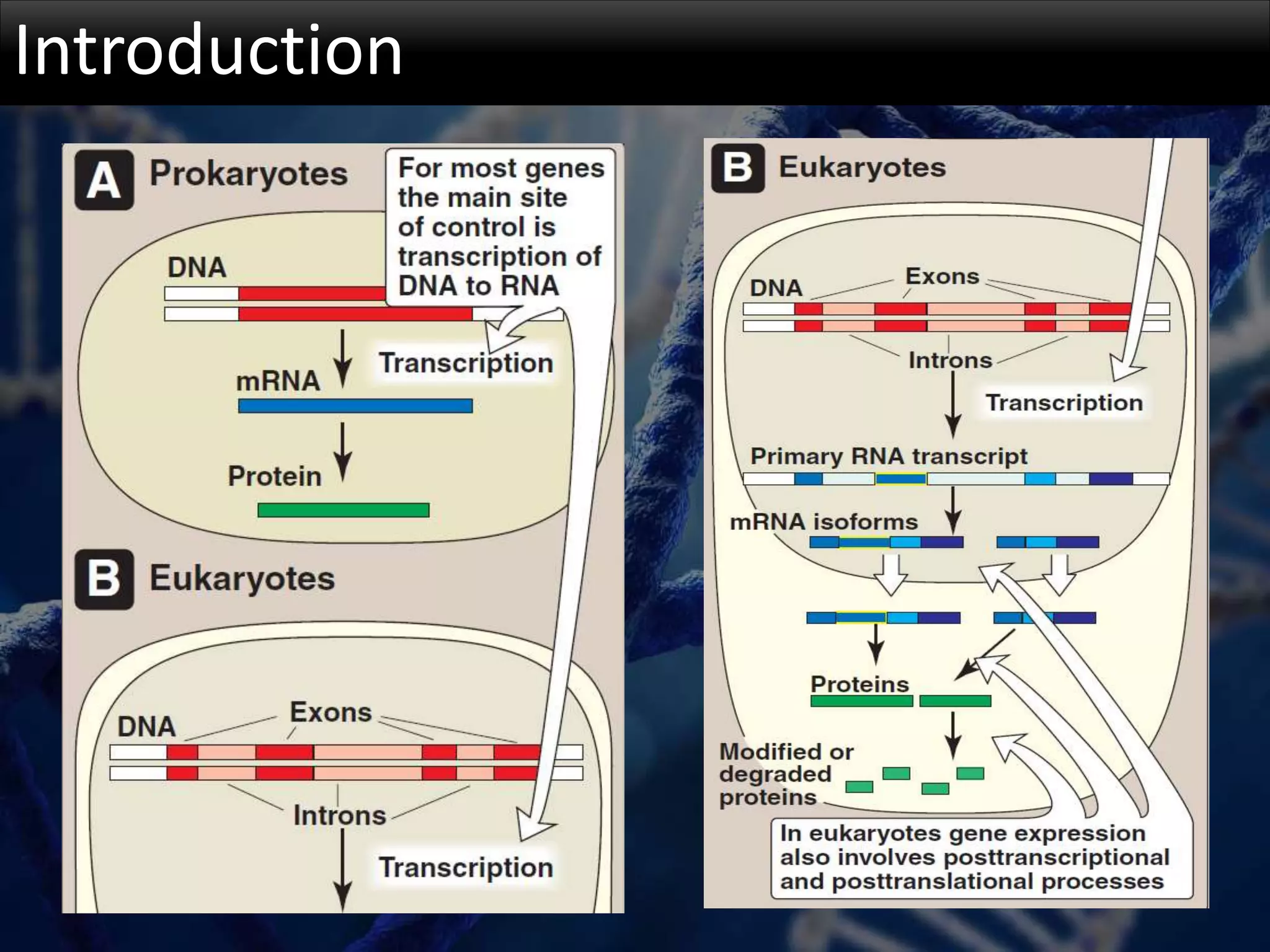 Regulation of Gene Expression | PPTX