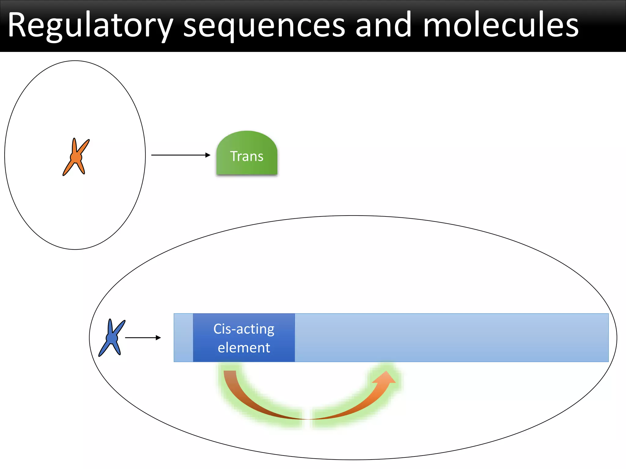 Regulation of Gene Expression | PPTX