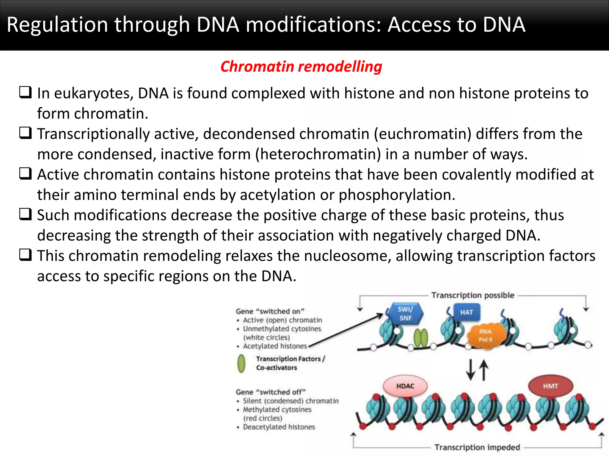 Regulation of Gene Expression | PPTX