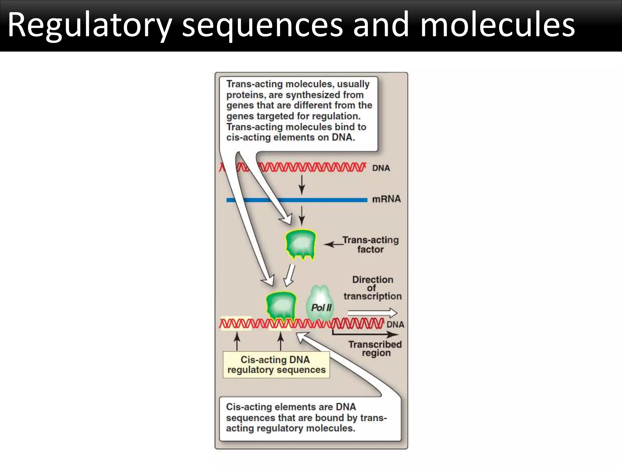 Regulation of Gene Expression | PPTX