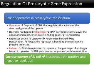 Regulation of Gene Expression | PPTX
