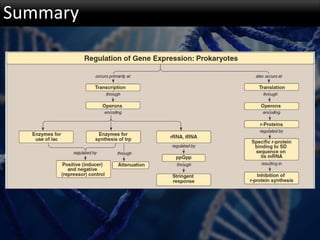 Regulation of Gene Expression | PPTX