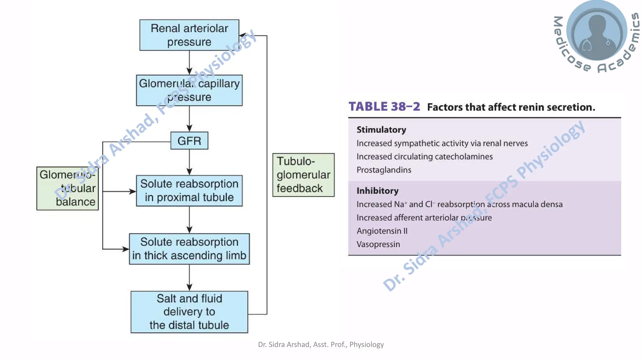 Renal Physiology - Regulation of GFR and RBF | PDF