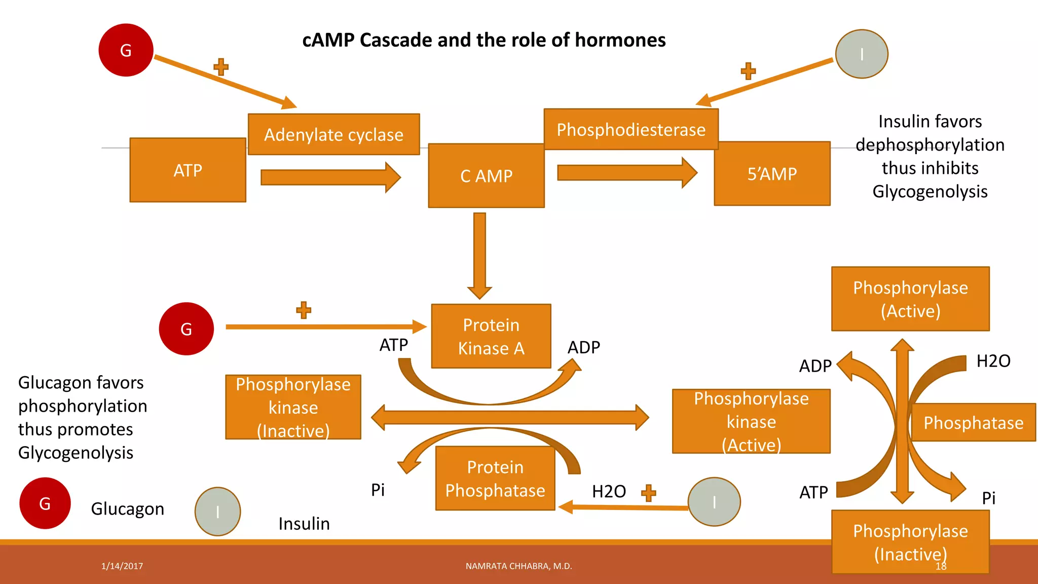 Regulation of glycogen metabolism | PPTX
