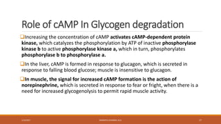Regulation of glycogen metabolism | PPTX