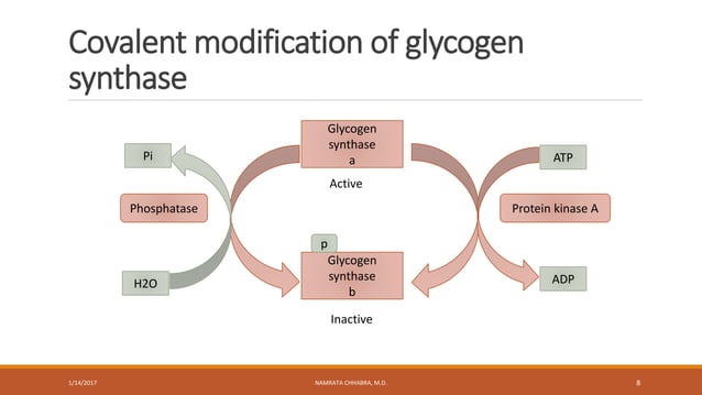 Regulation of glycogen metabolism | PPTX | Endocrine and Metabolic ...