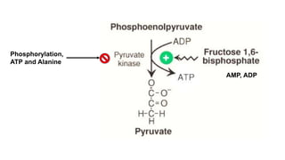 Regulation of Glycolysis | Glycolysis and Regulation Mechanism | PPTX