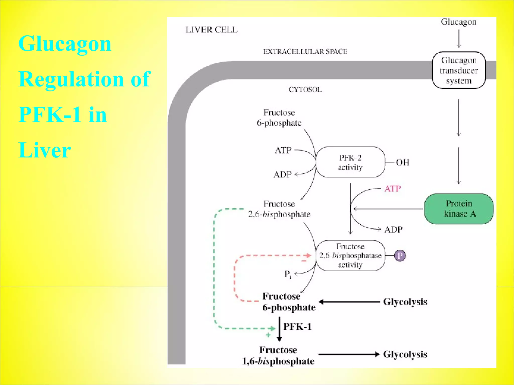 Regulation of glycolysis | PPT