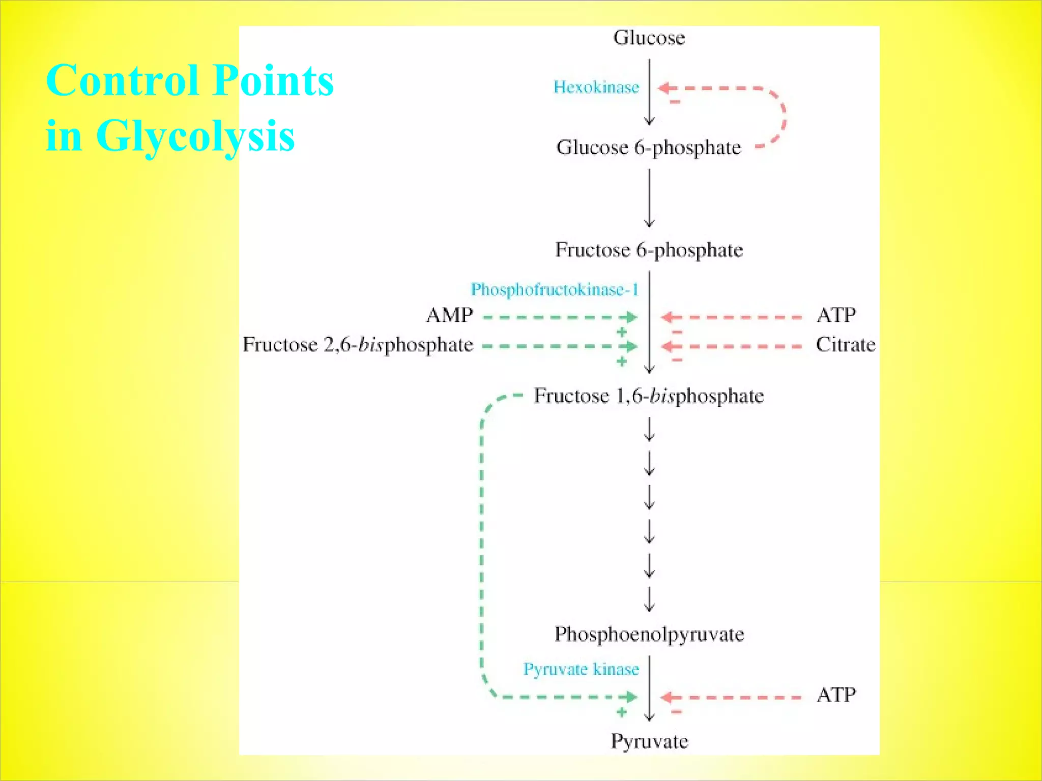 Regulation of glycolysis | PPT