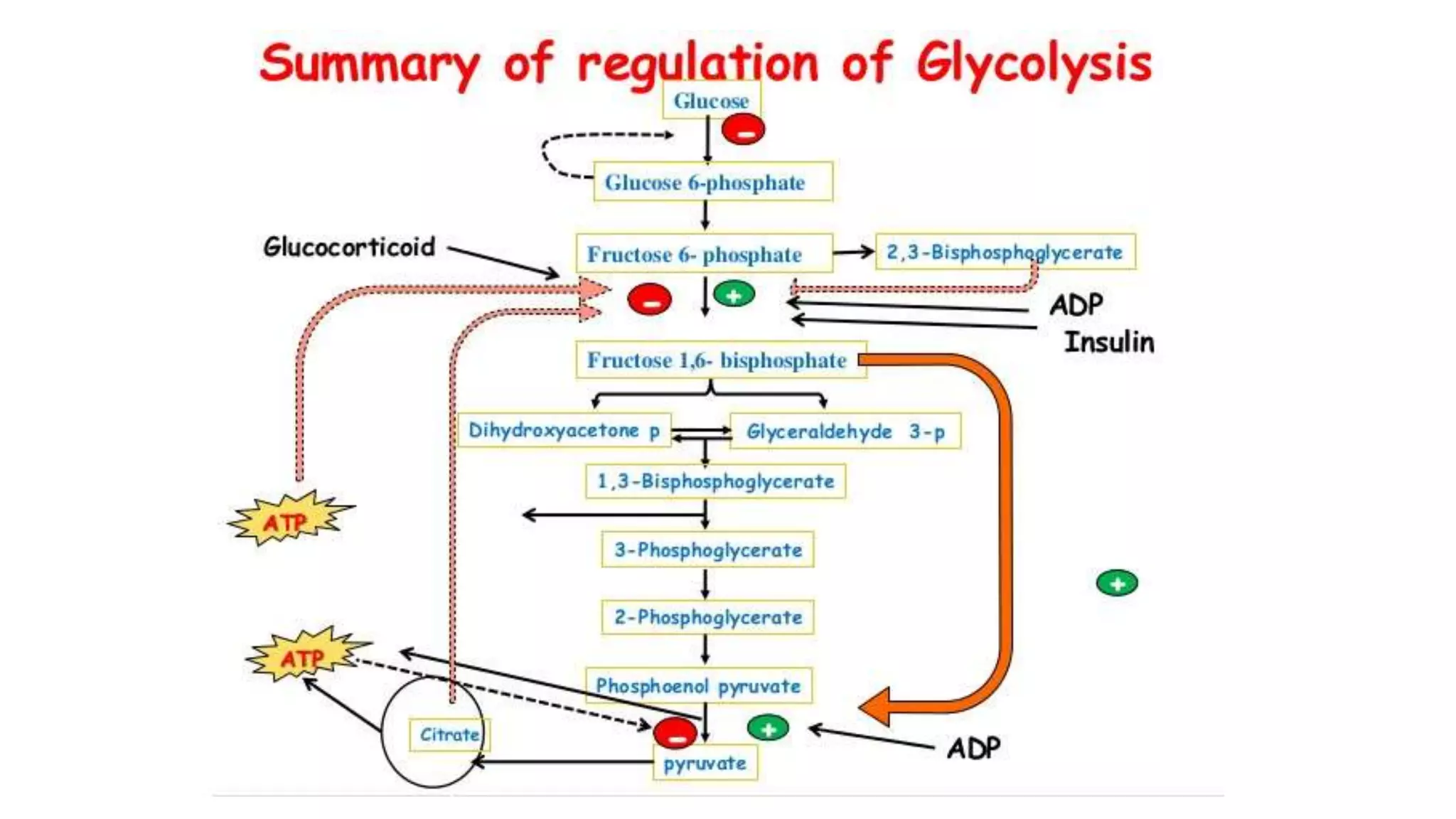 Regulation of glycolysis and gluconeogenesis | PPTX