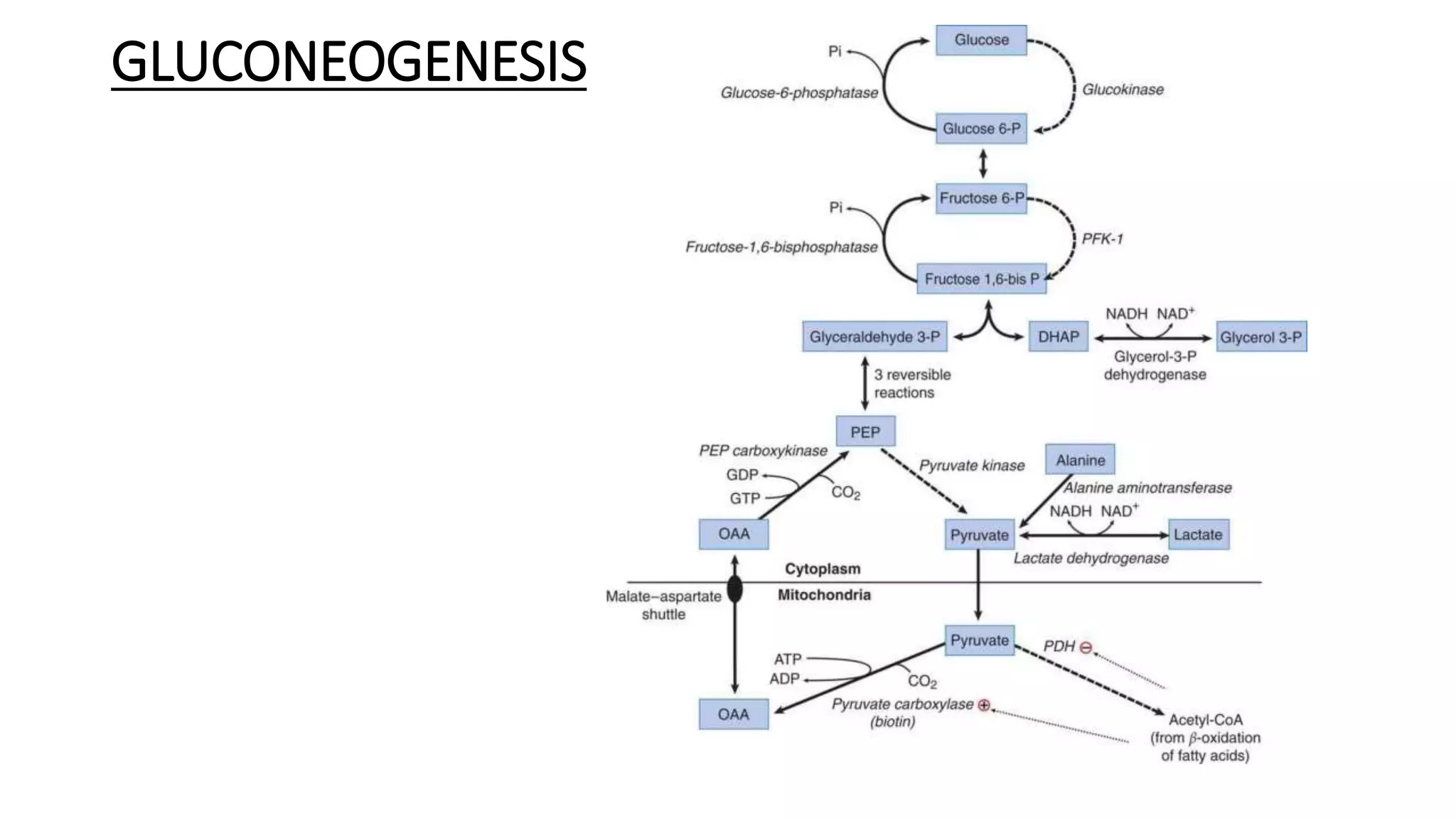 Regulation of glycolysis and gluconeogenesis | PPTX