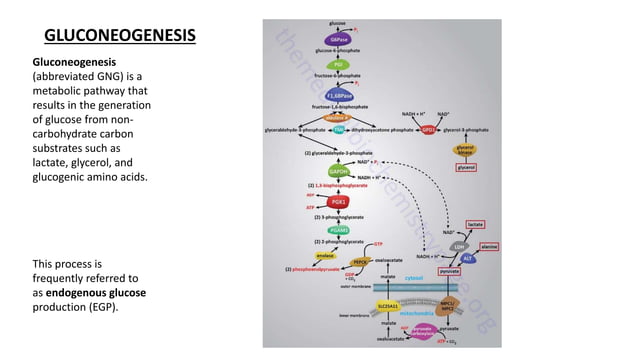 Regulation of glycolysis and gluconeogenesis | PPTX | Endocrine and Metabolic Diseases ...