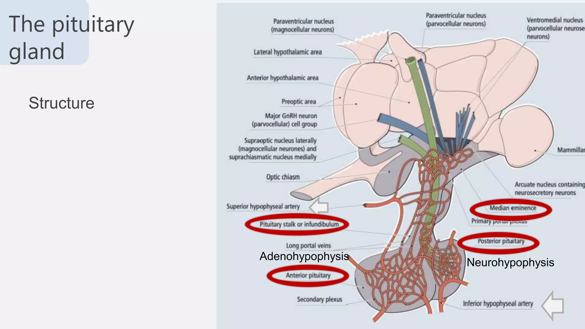 Regulation of gonadal function | PPTX