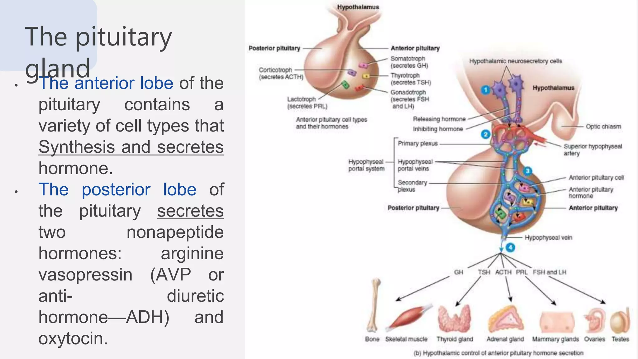 Regulation of gonadal function | PPTX