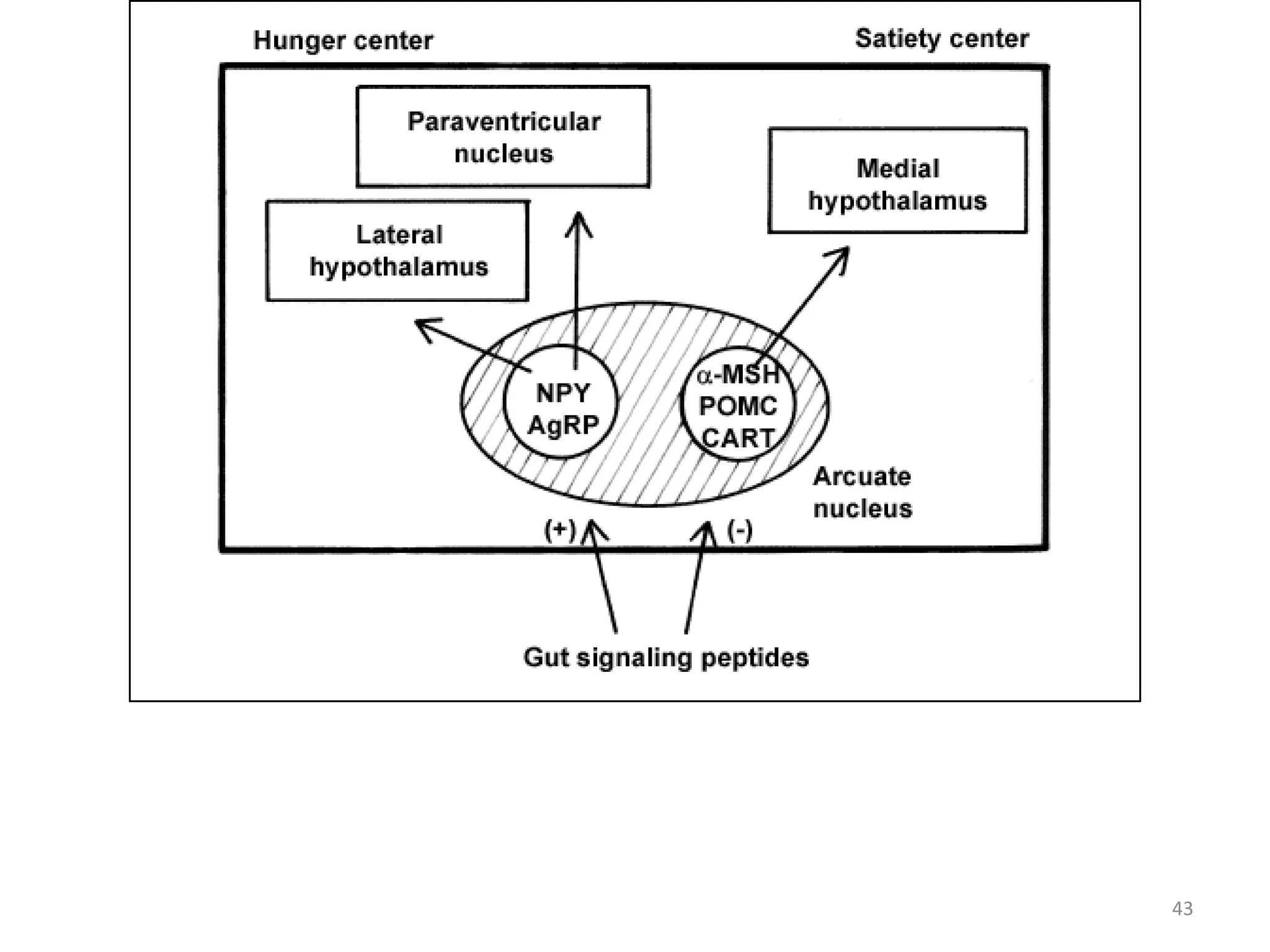 Regulation of growth and body mass | PPTX | Endocrine and Metabolic ...