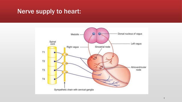Regulation of heart rate | PPTX