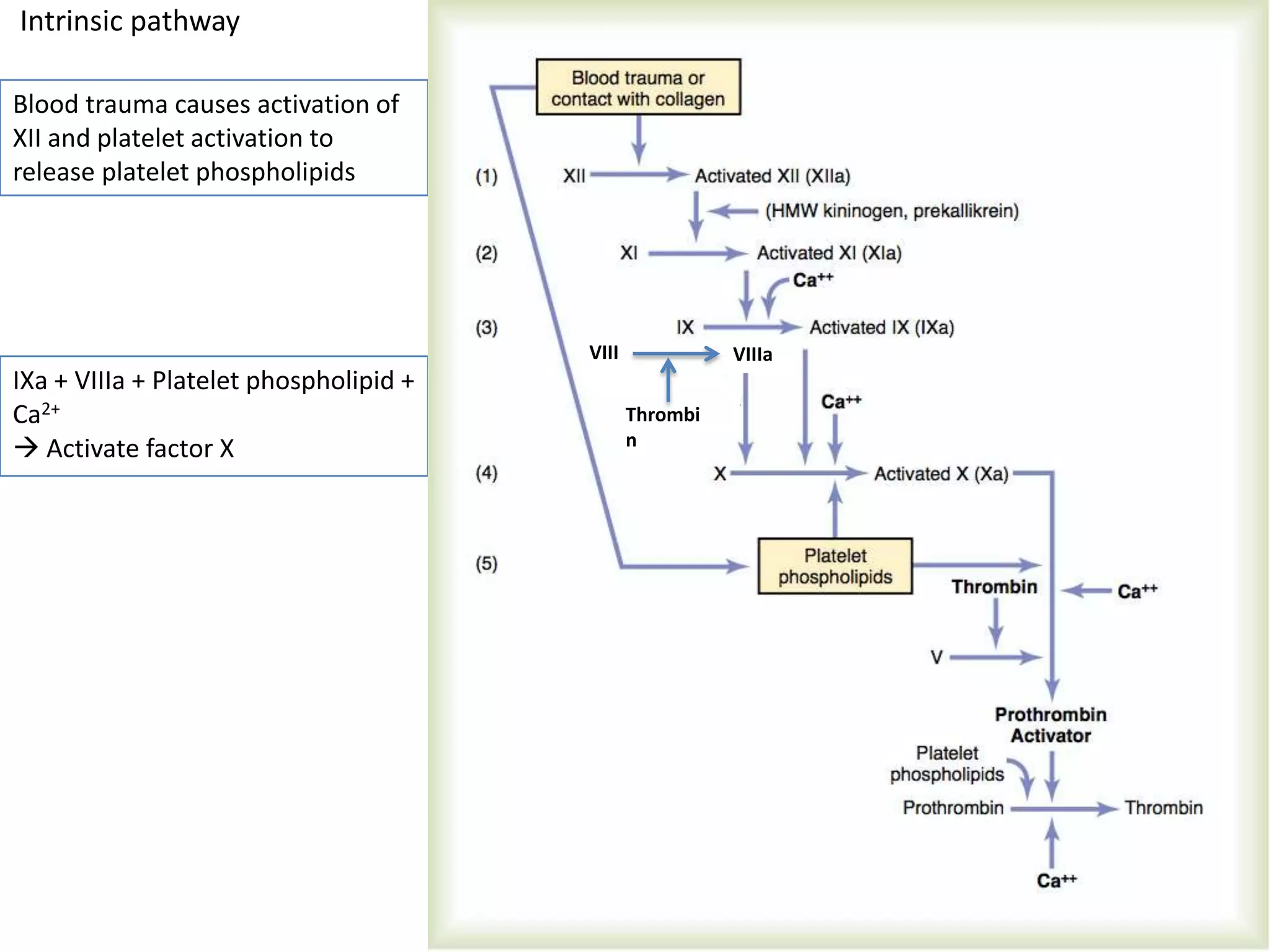 Regulation of Hemostasis | PPTX