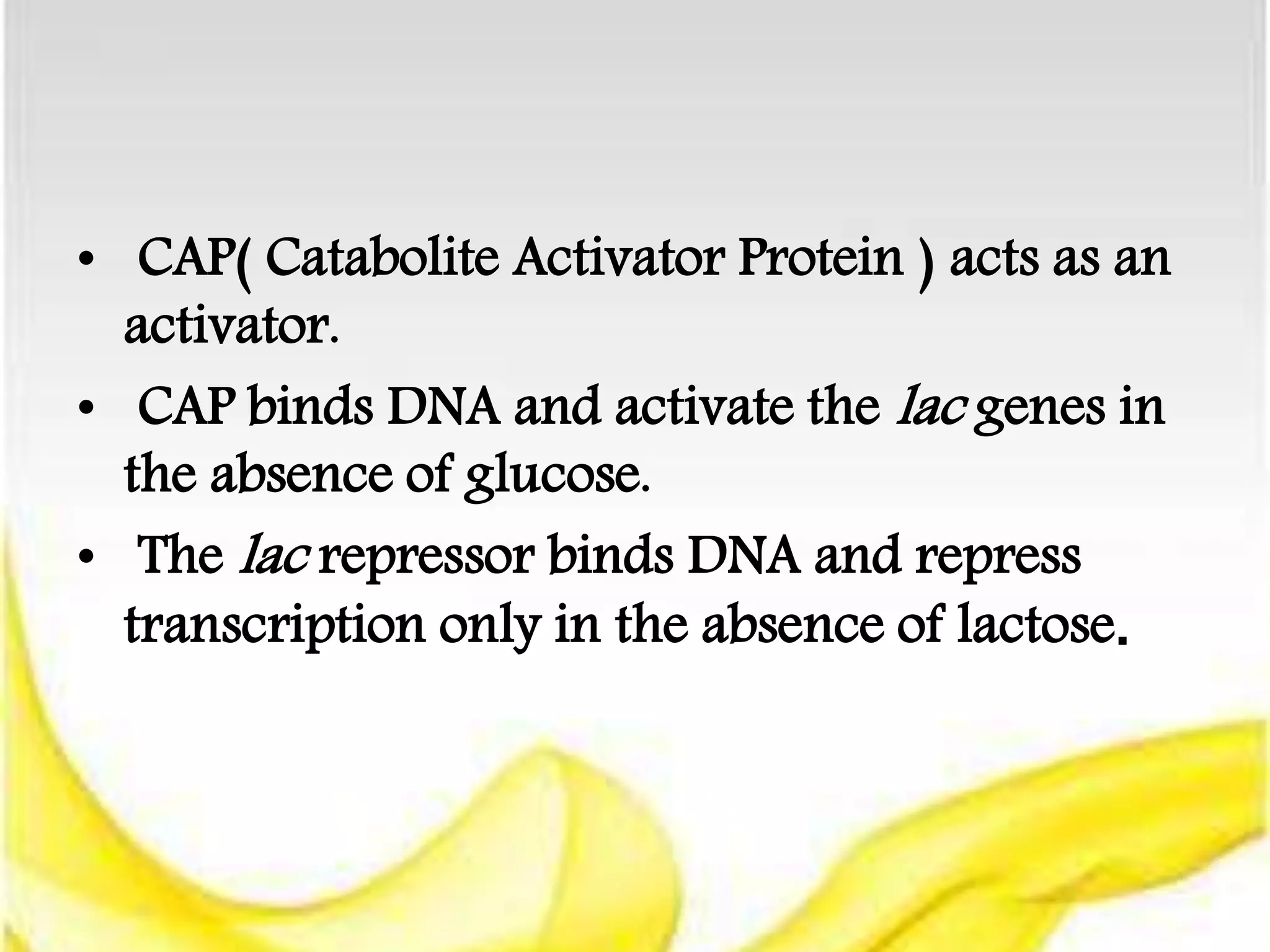 Regulation of lac operon positive nd negative | PPTX