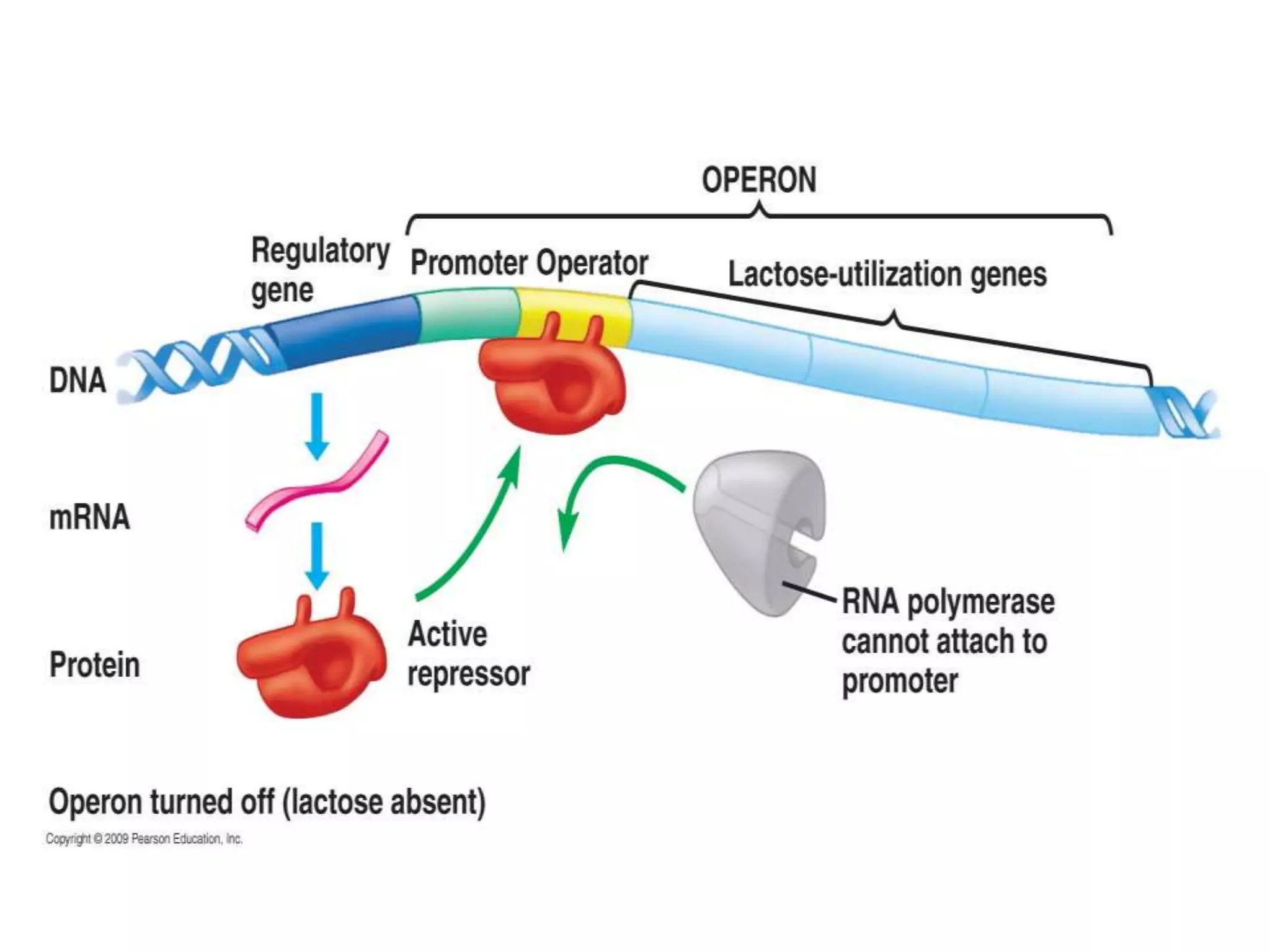 Regulation of lac operon positive nd negative | PPTX