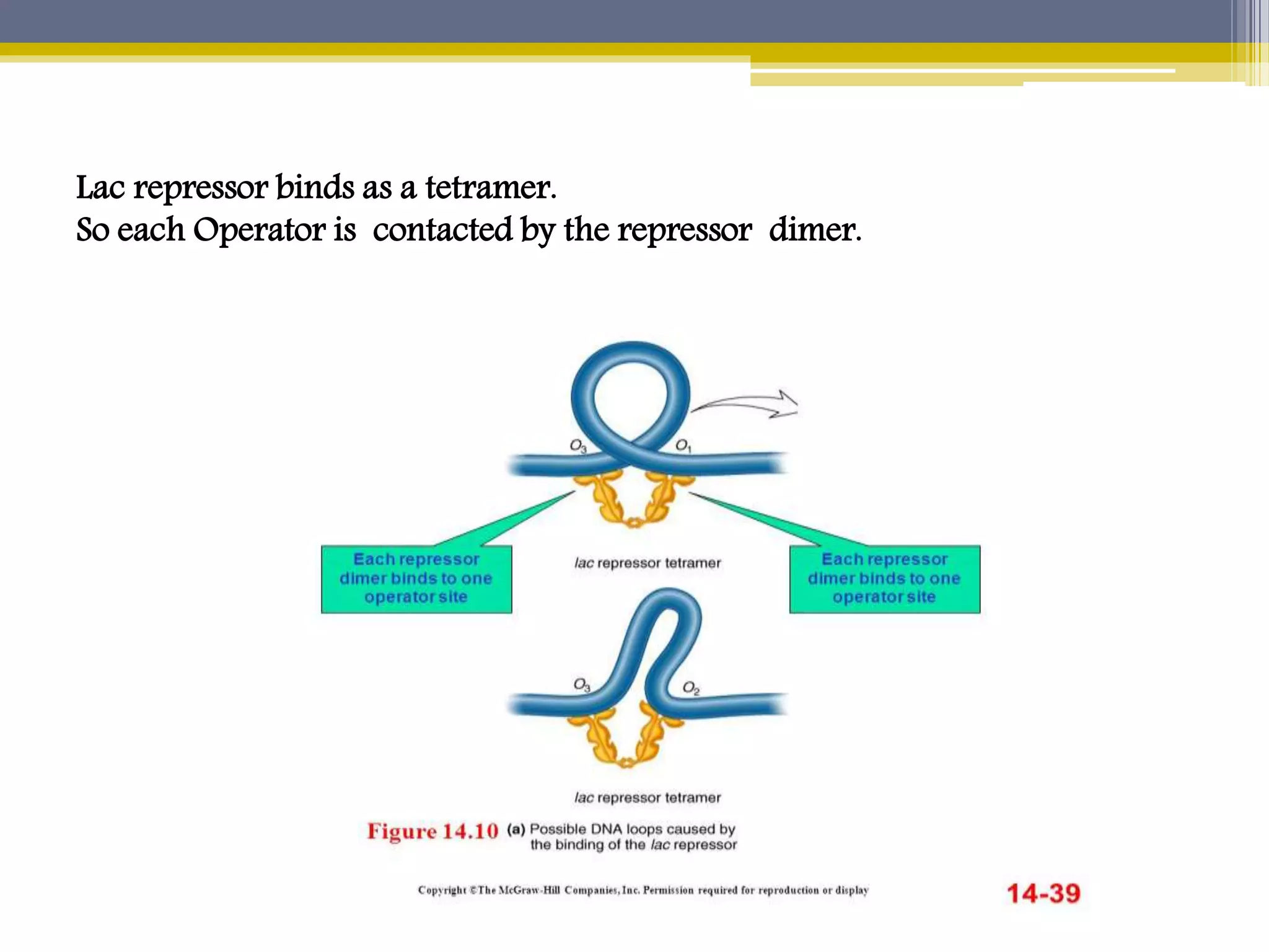 Regulation of lac operon positive nd negative | PPTX