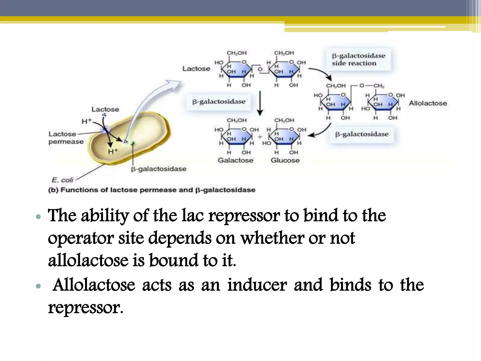 Regulation of lac operon positive nd negative | PPTX