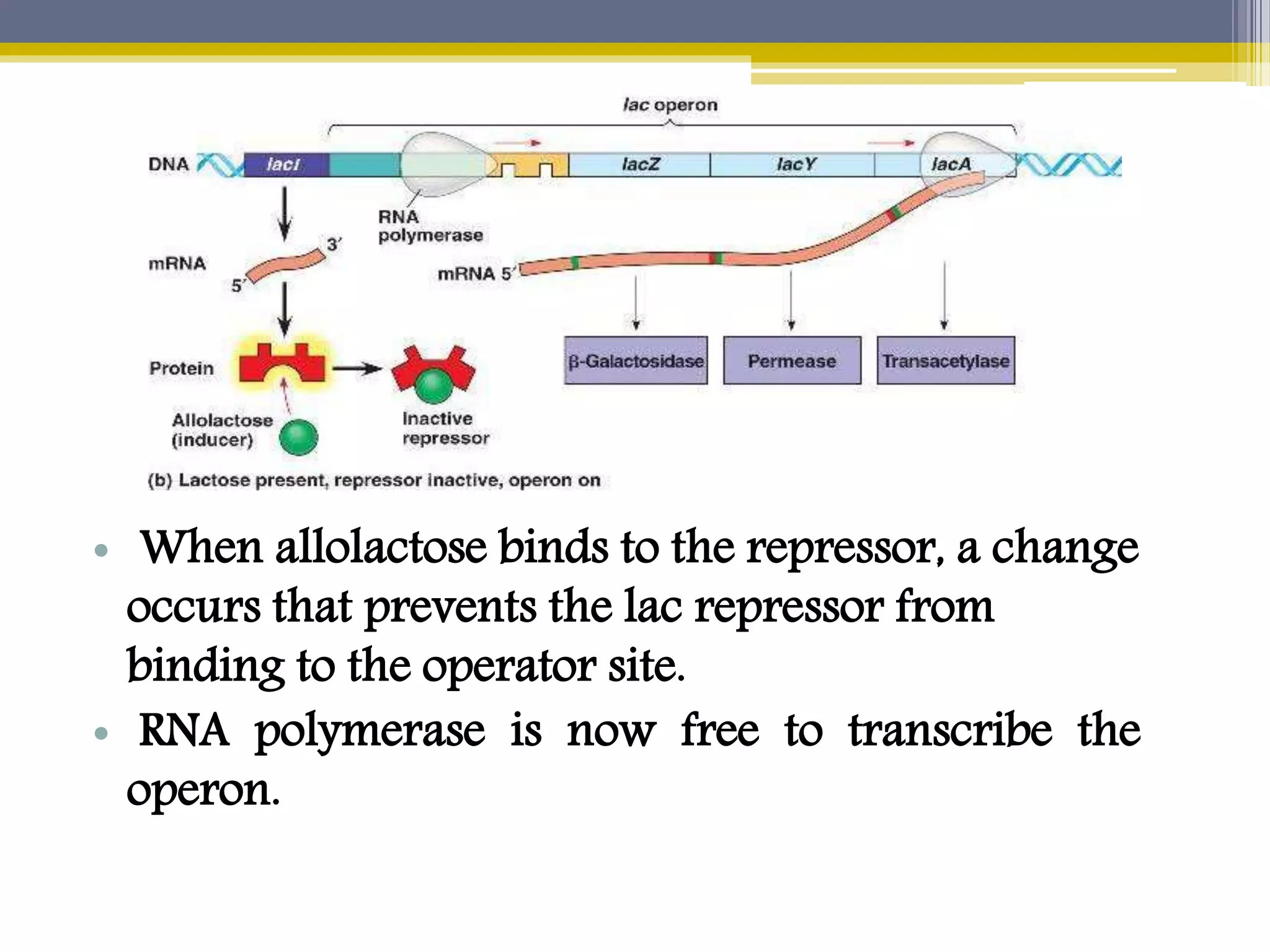 Regulation of lac operon positive nd negative | PPTX