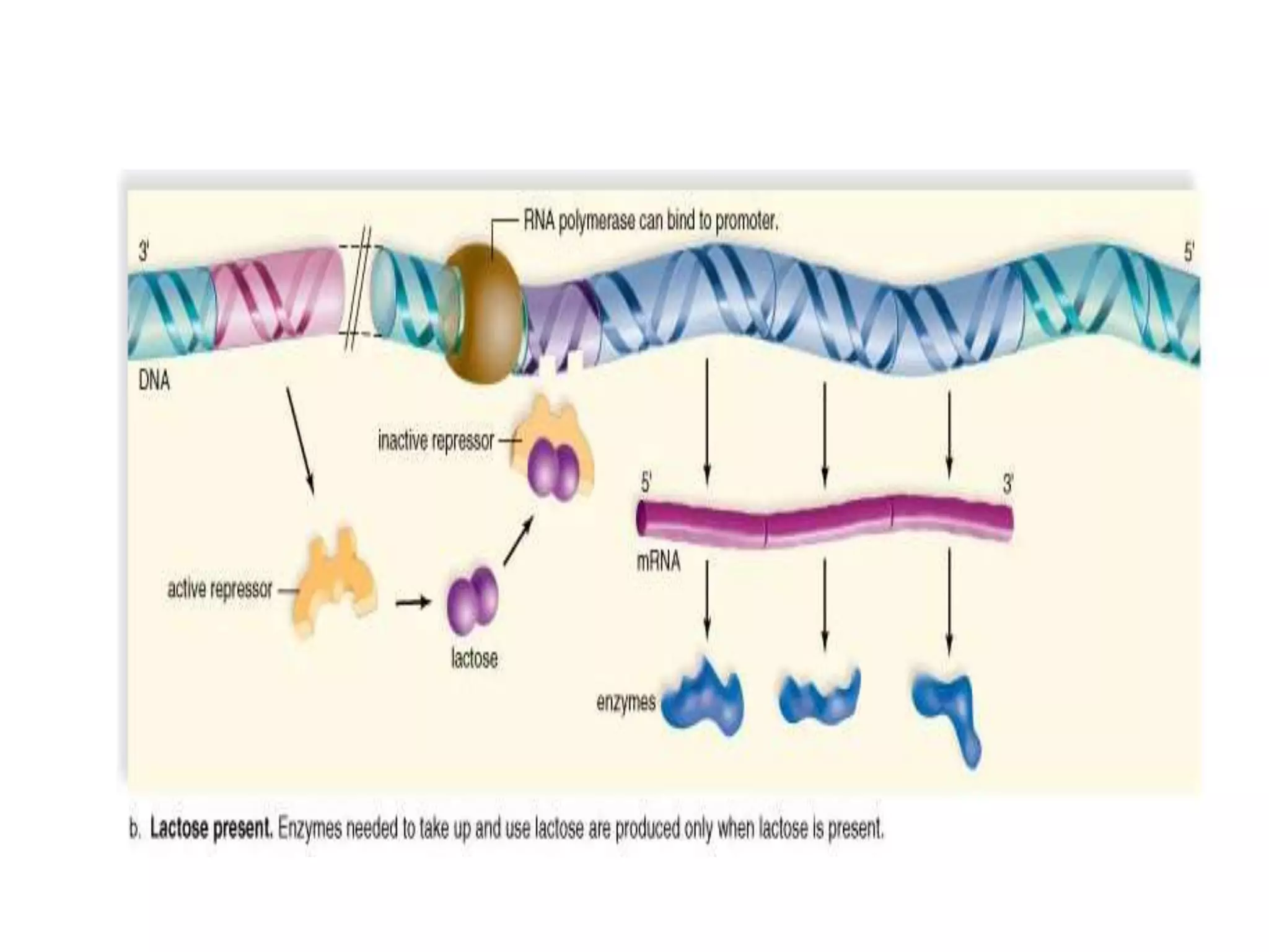 Regulation of lac operon positive nd negative | PPTX