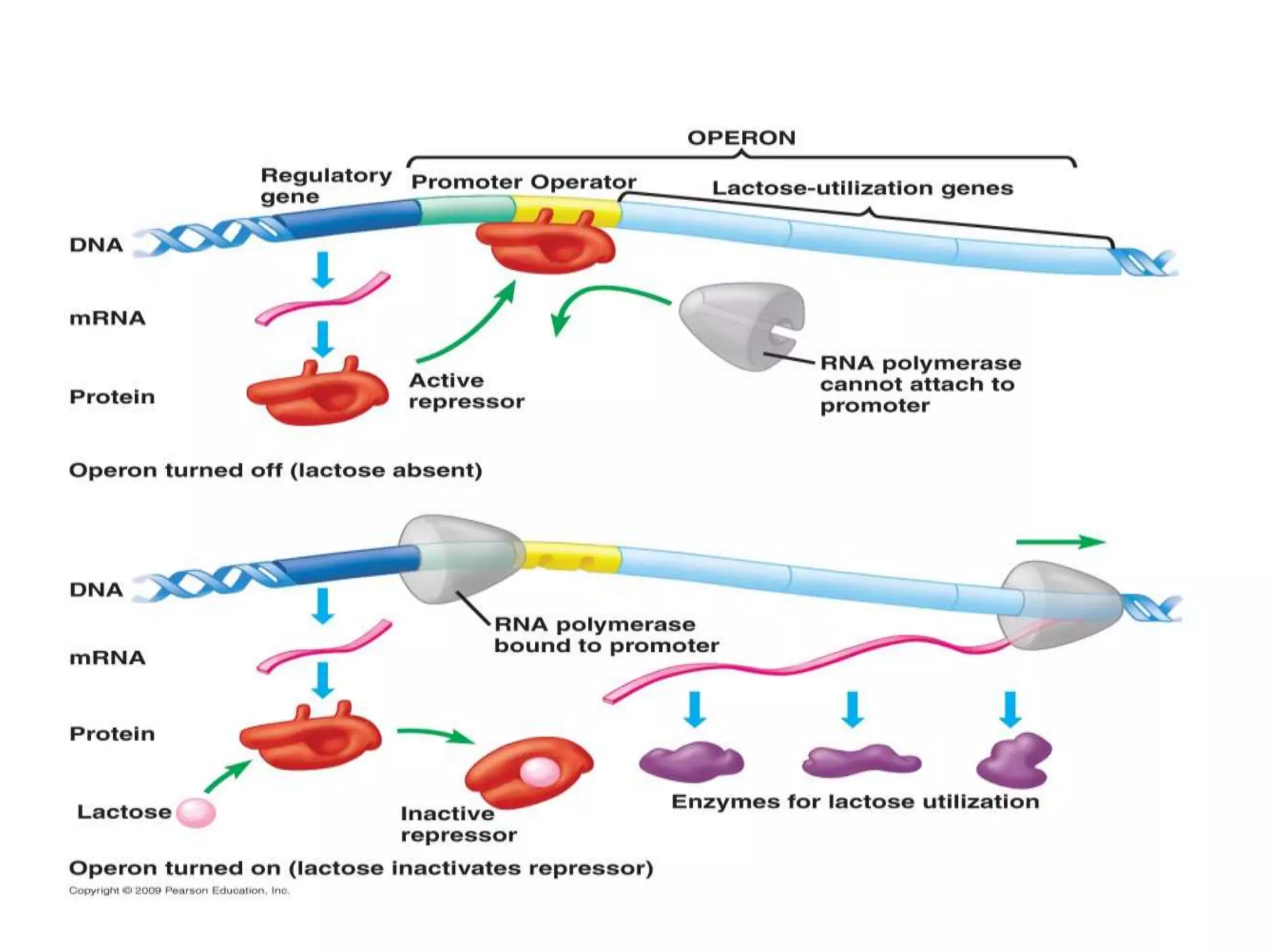 Regulation of lac operon positive nd negative | PPTX