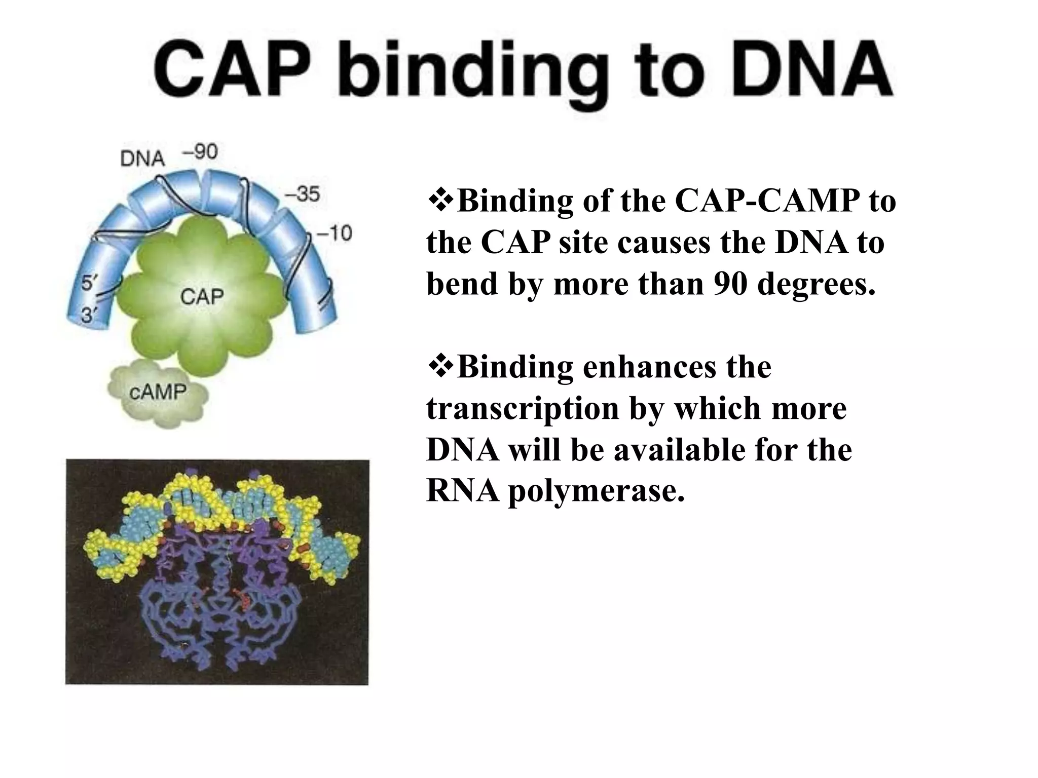 Regulation of lac operon positive nd negative | PPTX