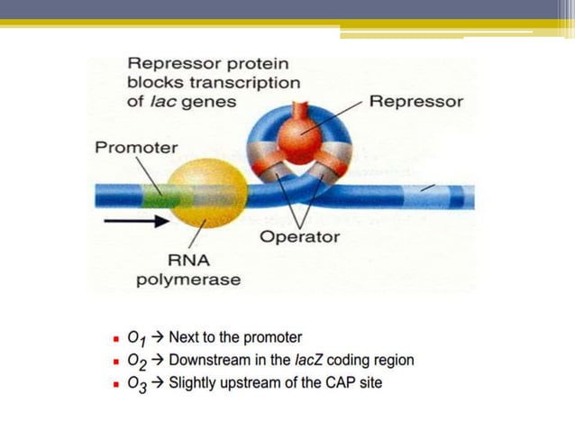 Regulation of lac operon positive nd negative | PPTX