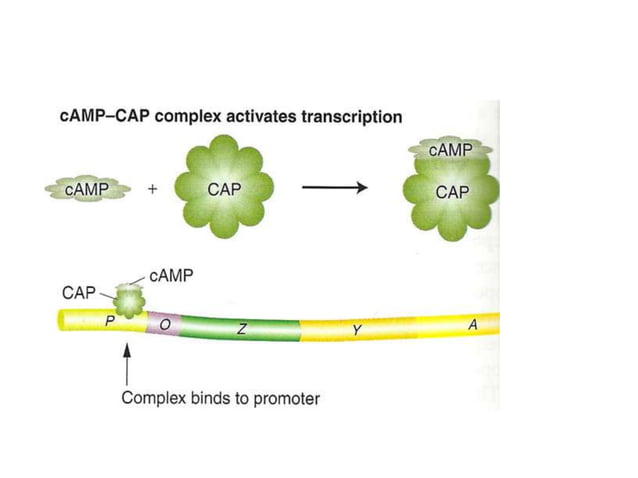 Regulation of lac operon positive nd negative | PPTX