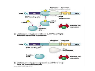 Regulation of lac operon positive nd negative | PPTX