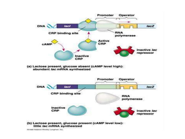 Regulation of lac operon positive nd negative | PPTX